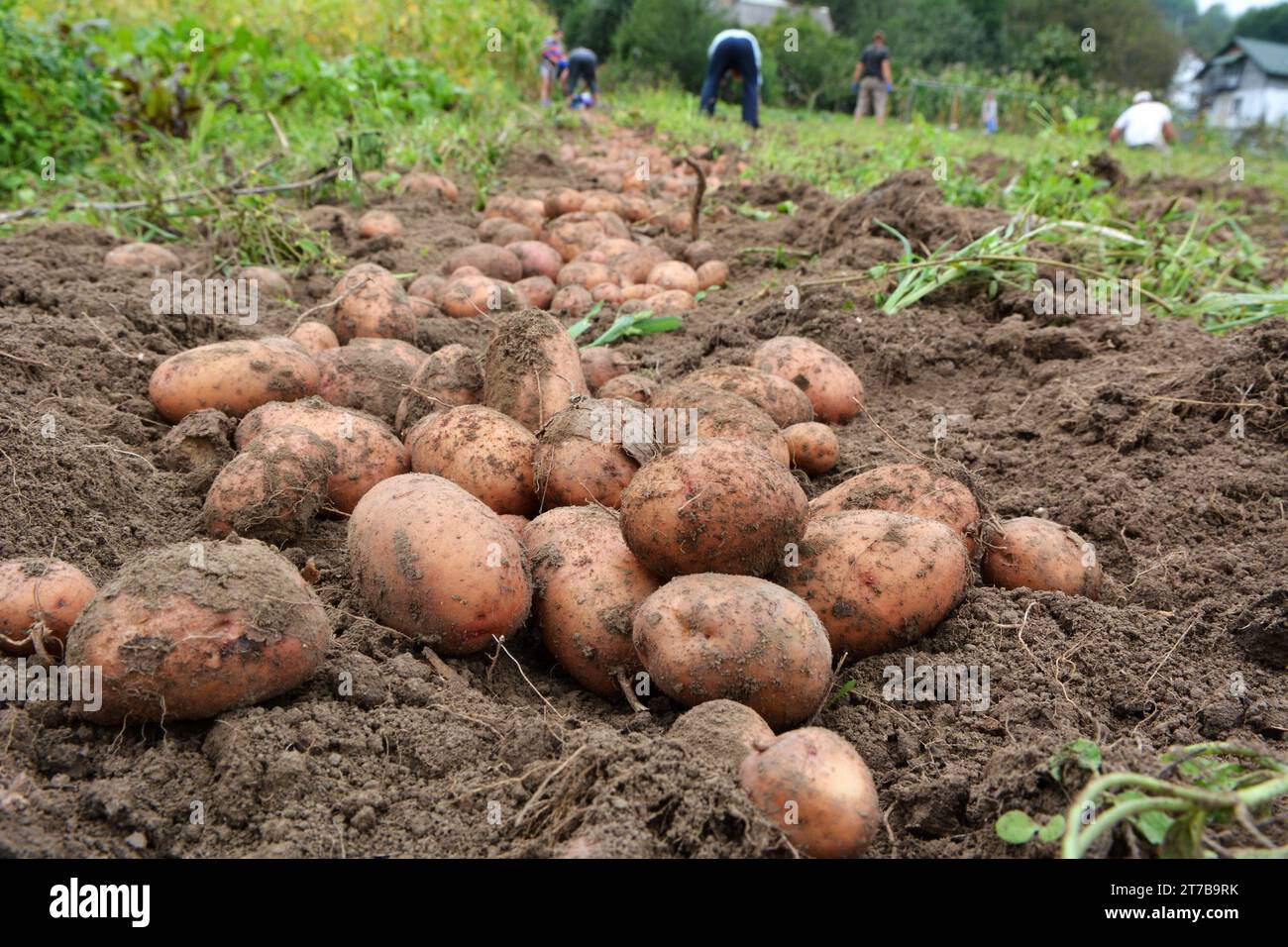 As soon as the potato crop, dug in the farm field, lies in a row Stock ...