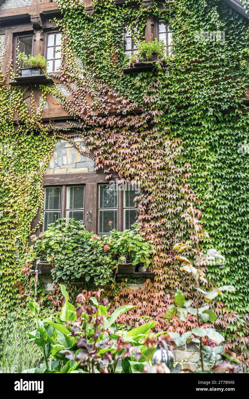 View of windows and of a wall covered with green ivy Stock Photo - Alamy