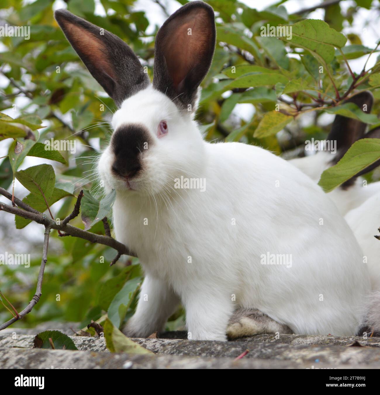 California breed of rabbits hi-res stock photography and images - Alamy