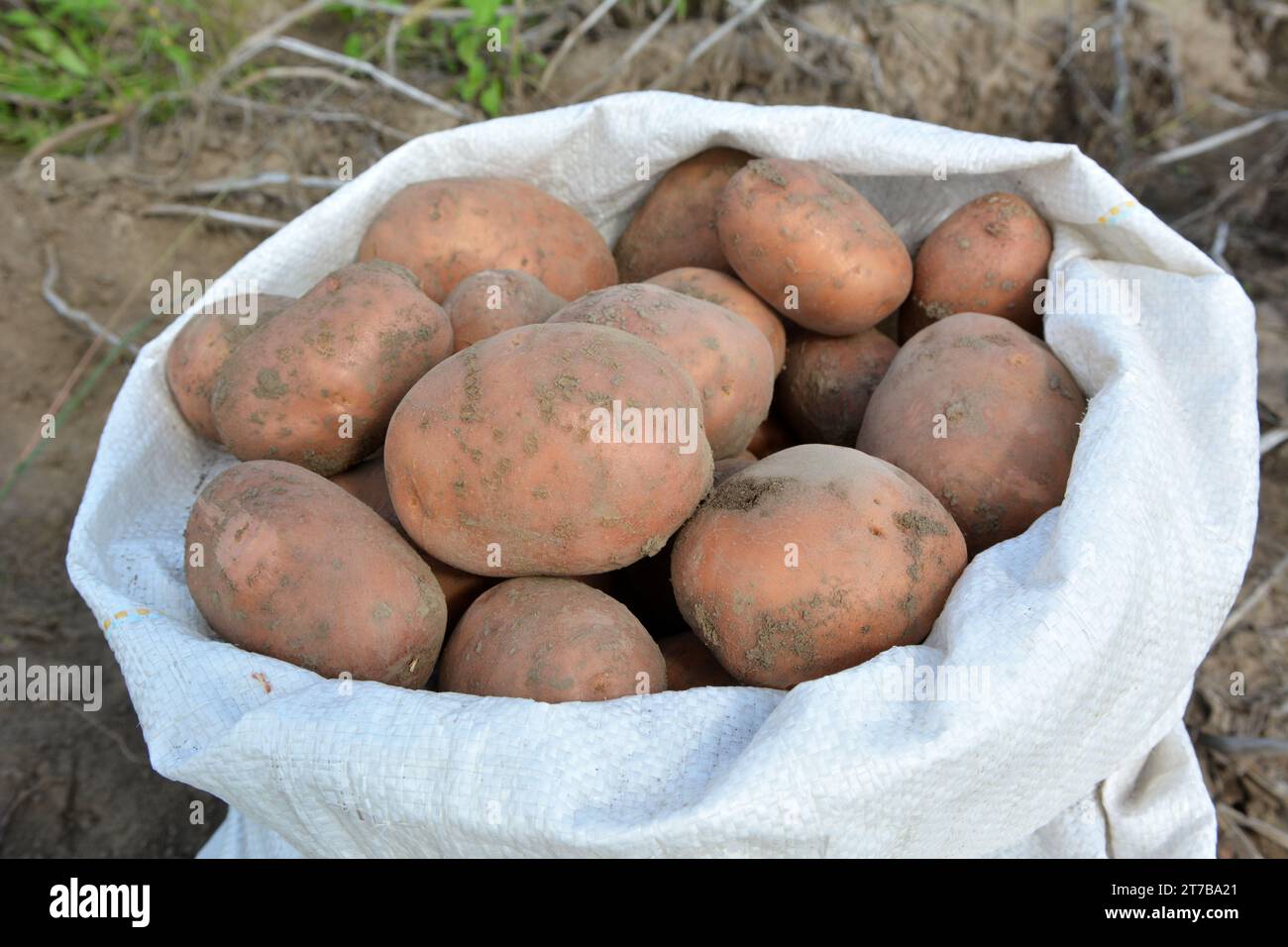 Potatoes are harvested in a bag in the field Stock Photo - Alamy
