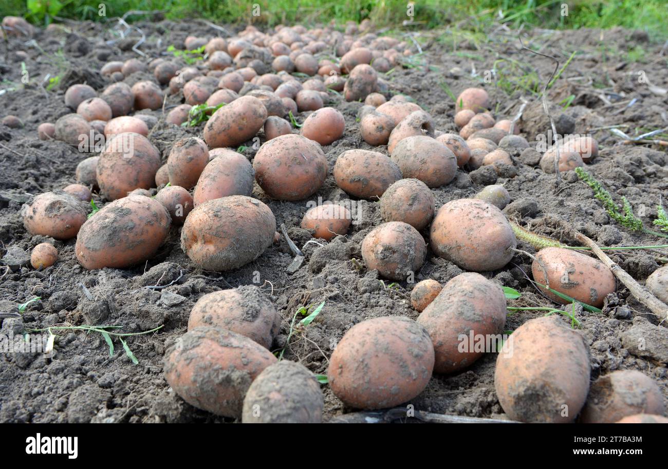 Farmer digging potatoes hi-res stock photography and images - Alamy