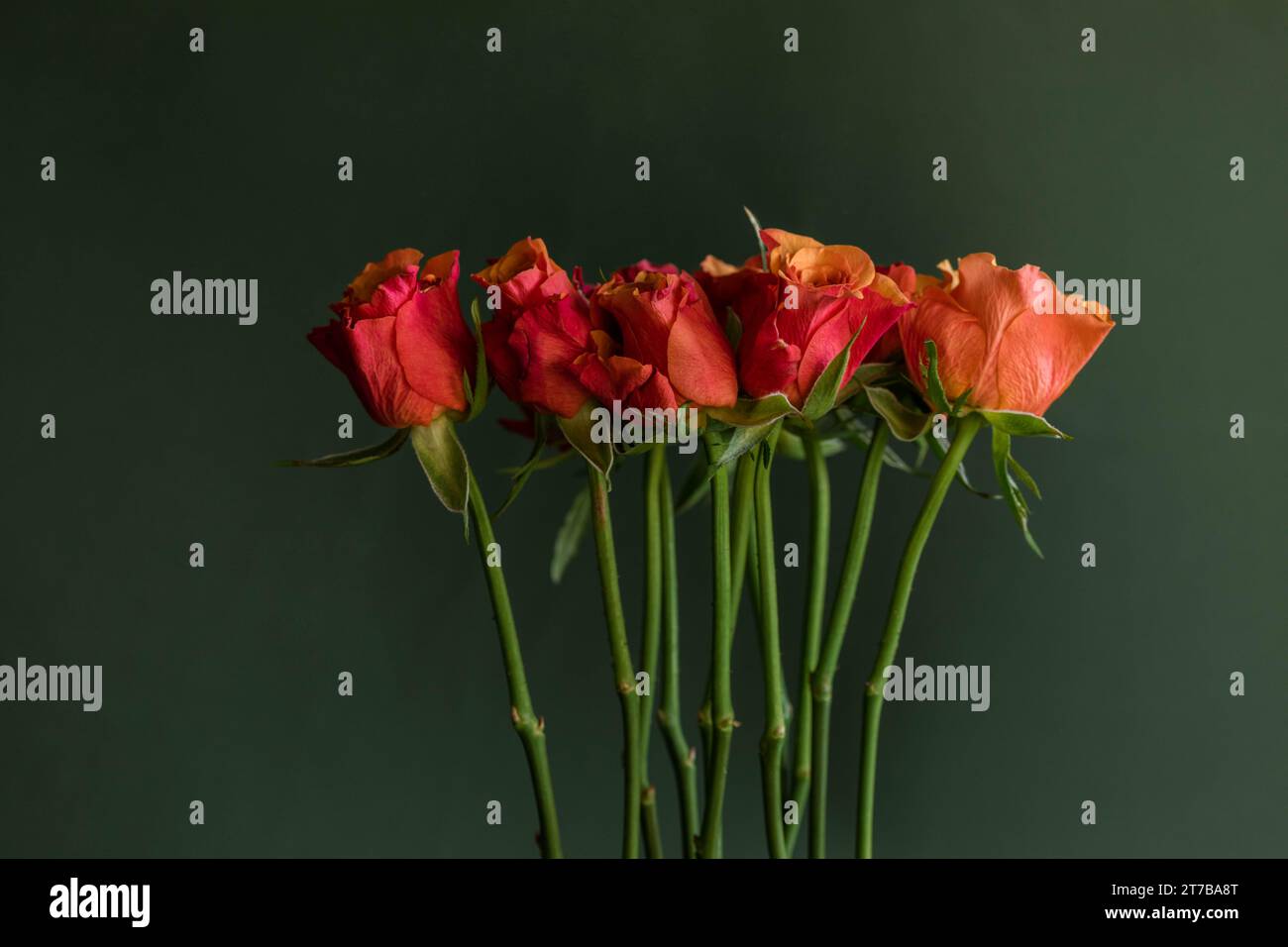 Close Up Red Orange Roses Bouquet Isolated On Green Background ...