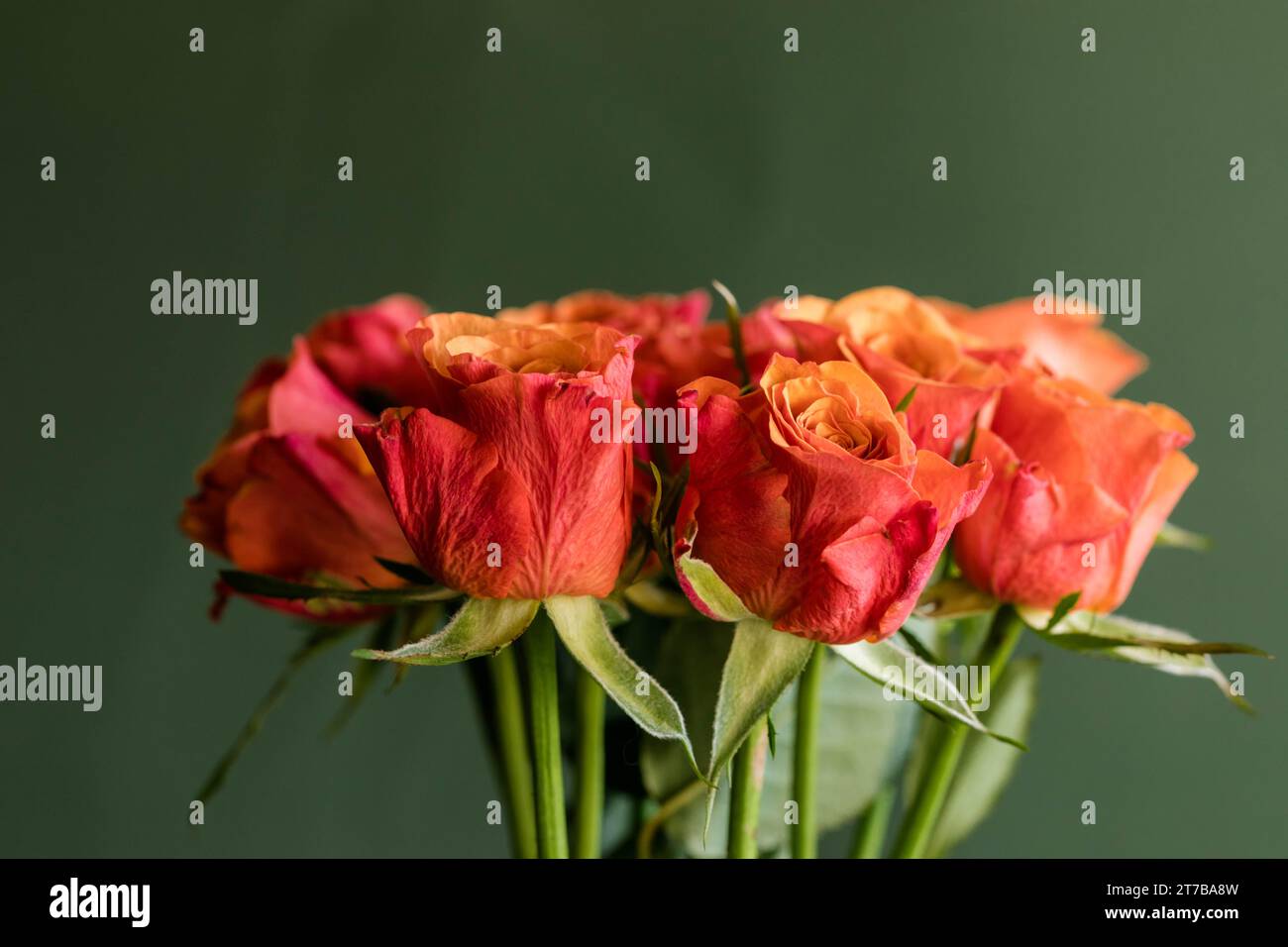 Close Up Red Orange Roses Bouquet Isolated On Green Background ...