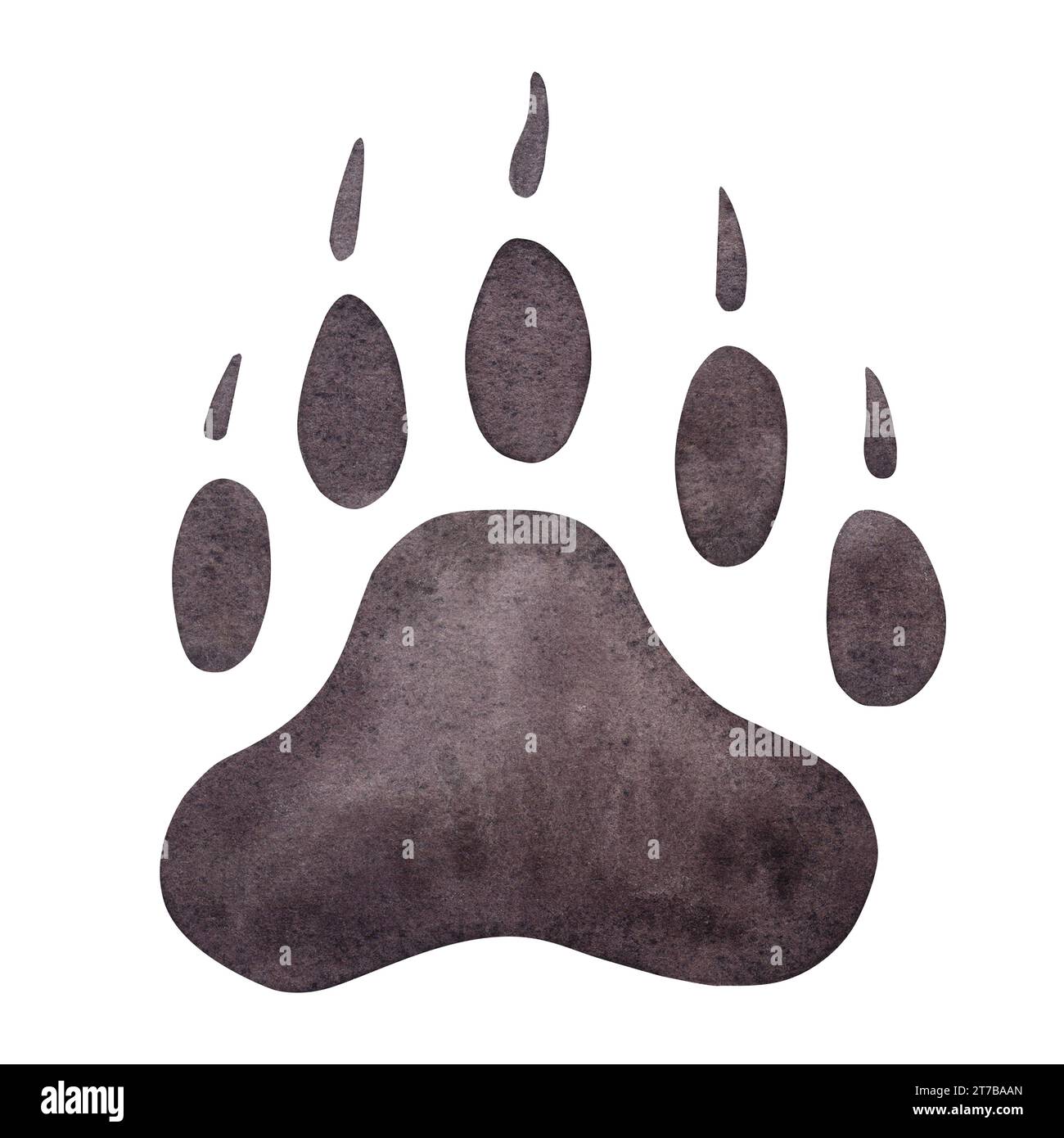 Colored track of bear, grizzly, pandas. Brown paw wild animal footprint ...