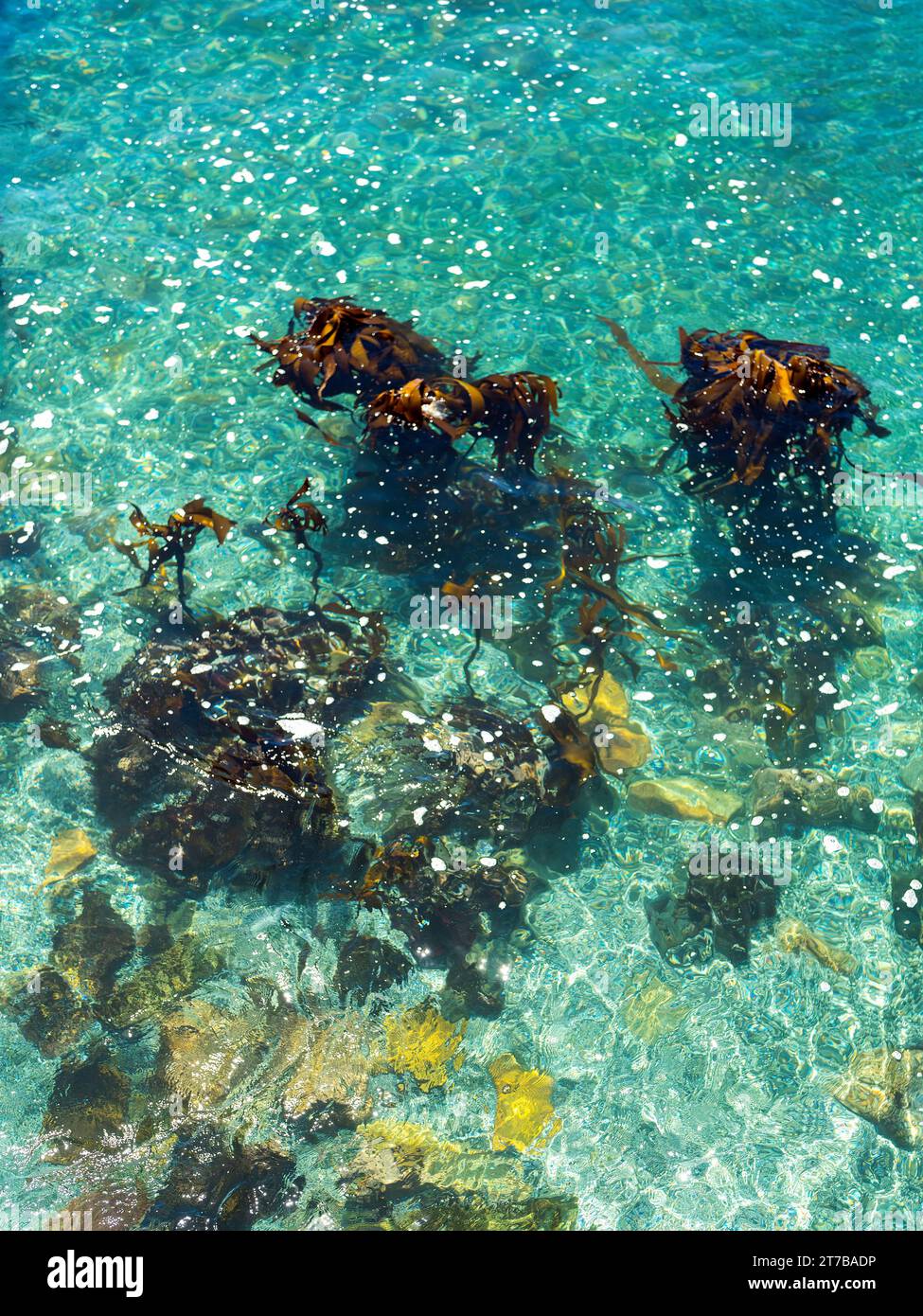 Submerged aquatic plants hi-res stock photography and images - Alamy
