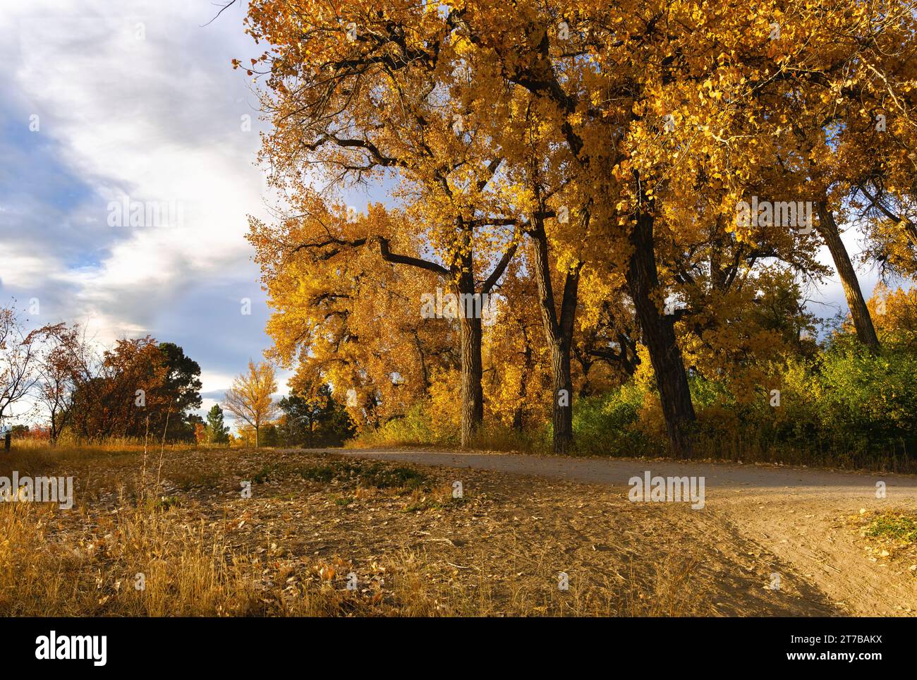 The High Line Canal Trail in Denver, Colorado with majestic old ...
