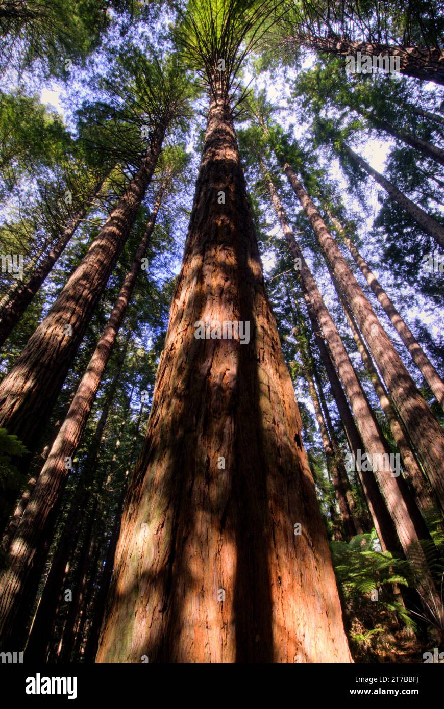 Redwoods forest walk in the Whakarewarewa Forest in Rotorua, North ...