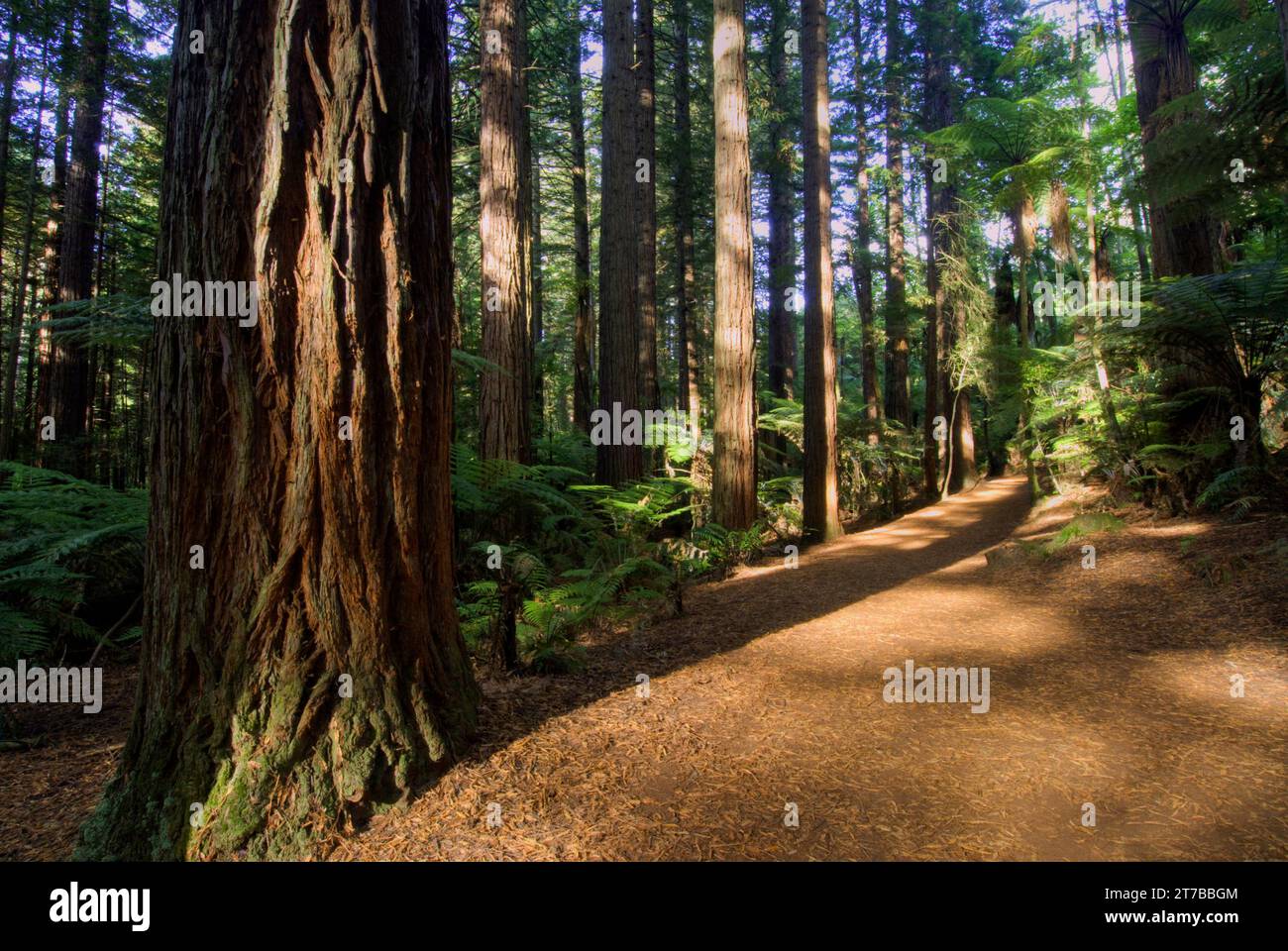 Redwoods forest walk in the Whakarewarewa Forest in Rotorua, North ...