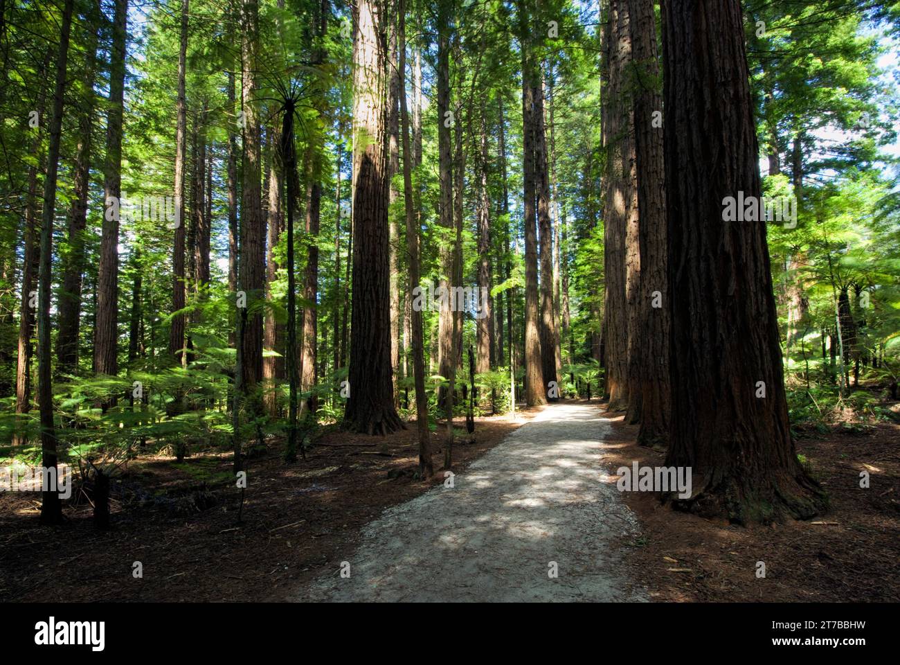 Redwoods forest walk in the Whakarewarewa Forest in Rotorua, North ...