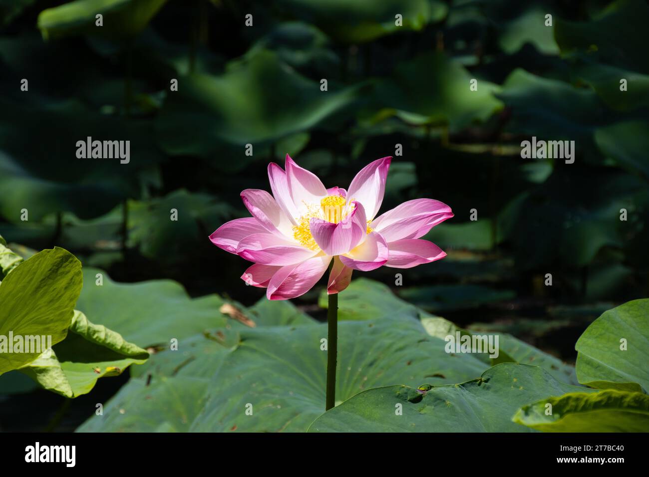 Pink color aquatic lotus hi-res stock photography and images - Alamy