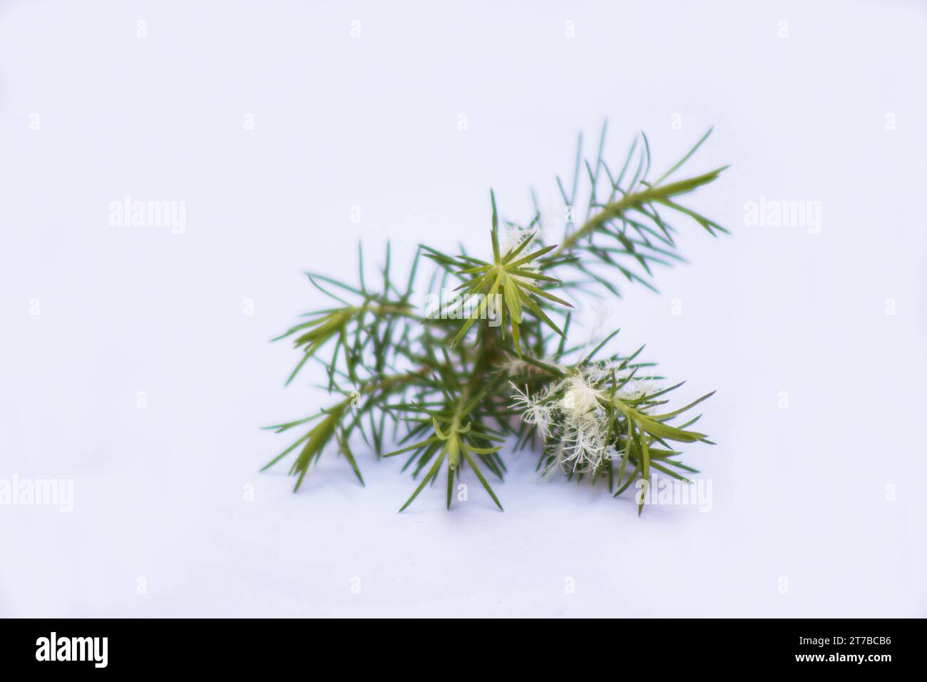 "Tea tree" leaves and flowers (Melaleuca alternifolia) on white ...