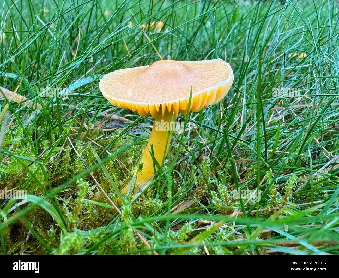 Golden Waxcap mushroom (Hygrocybe chlorophana) growing in green grass ...