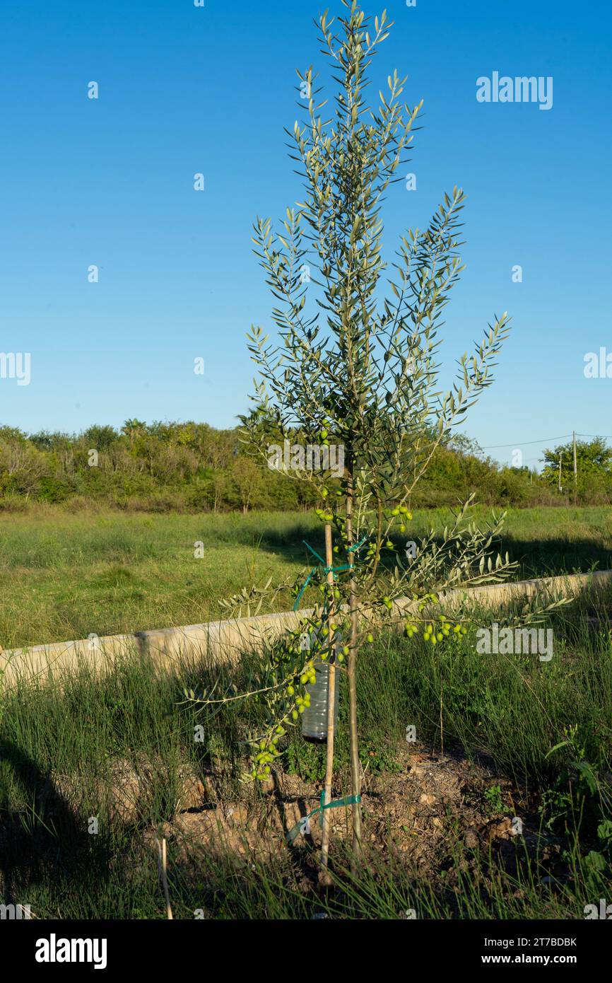 Small and strong olive tree growing vigorously in a crop field on a ...