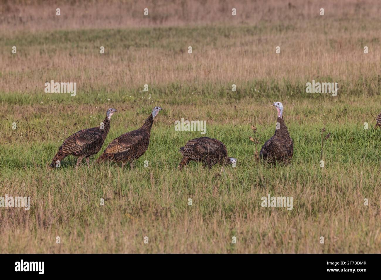 Eastern wild turkeys in northern Wisconsin Stock Photo - Alamy