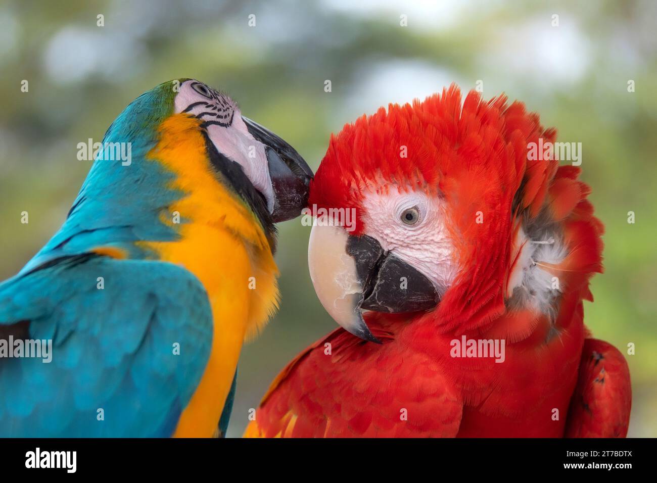 Grooming behaviour of birds hi-res stock photography and images - Alamy