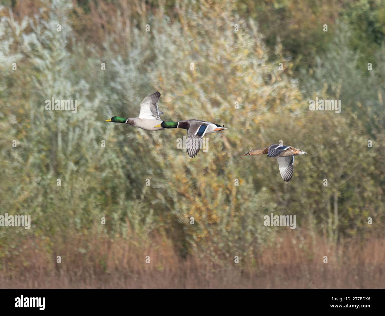 Three Mallard Ducks, Anas platyrhynchos, in flight with trees in the ...