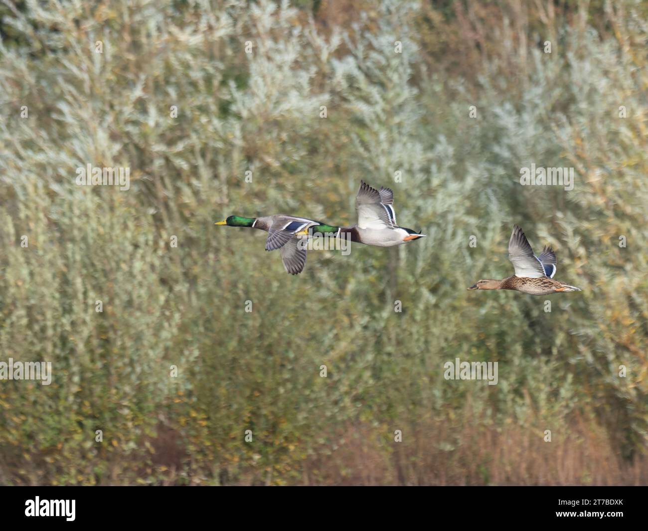 Three Mallard Ducks, Anas platyrhynchos, in flight with trees in the ...