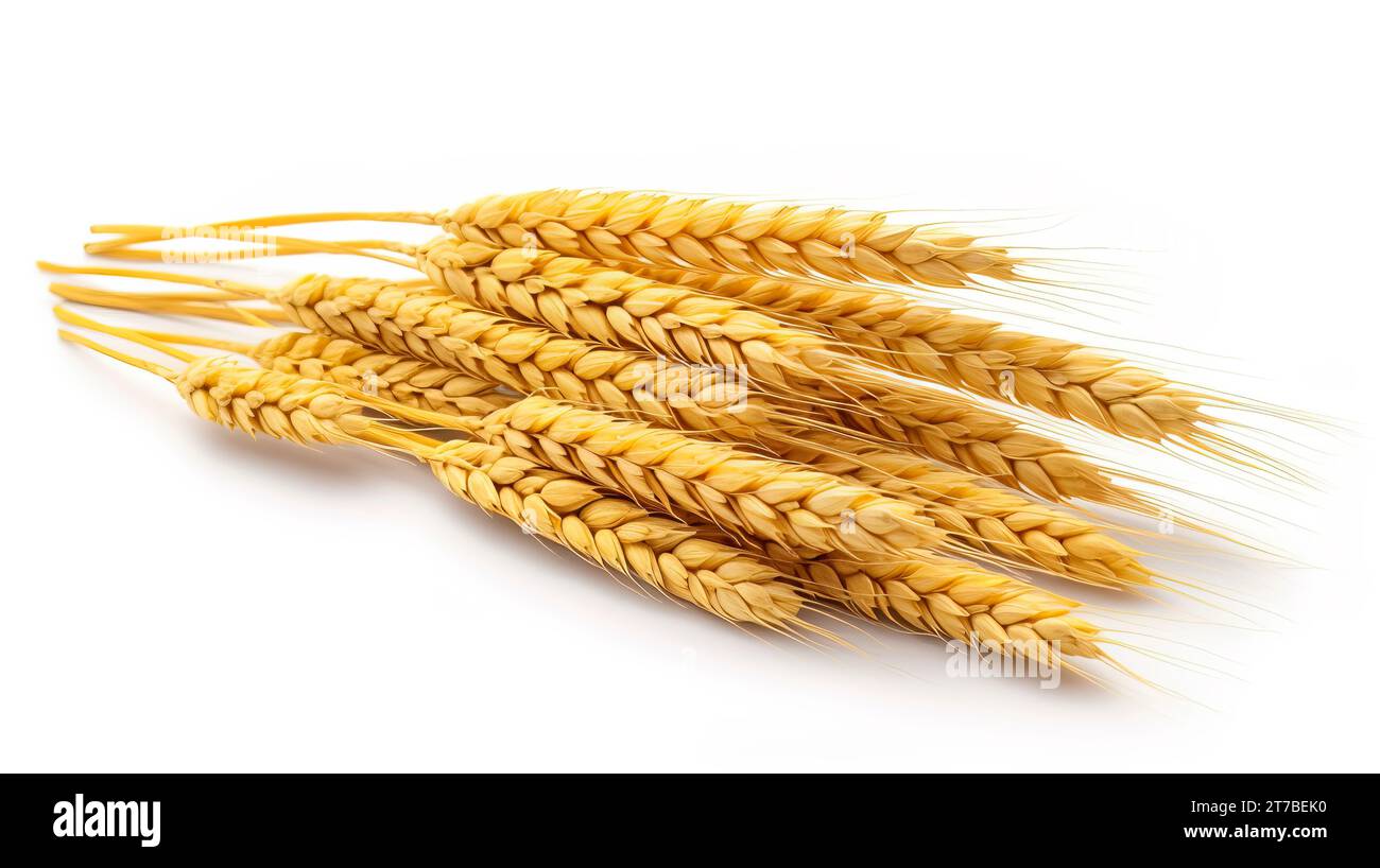 Golden wheat ears neatly aligned, creating a natural pattern on a pure ...