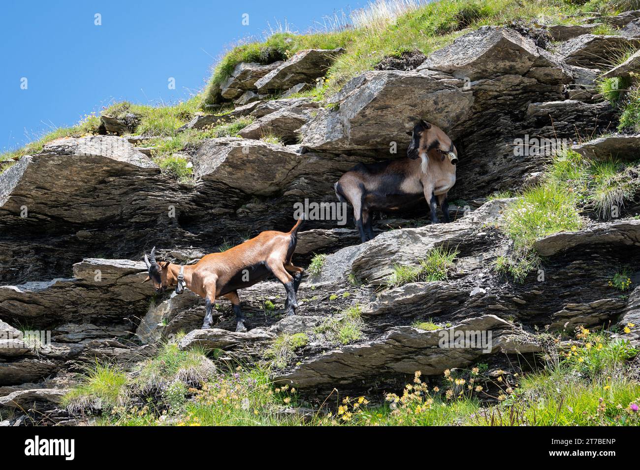 Two Wild goats standing on steep mountain ledges in Swiss Alps ...