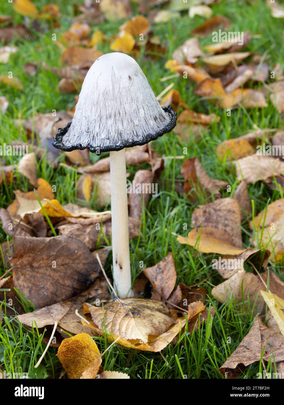 Coprinus comatus, known as the shaggy ink cap, lawyer's wig, or shaggy ...