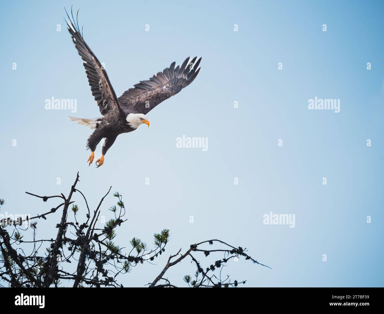 Bald Eagle taking flight from a tree in clear blue sky Stock Photo - Alamy