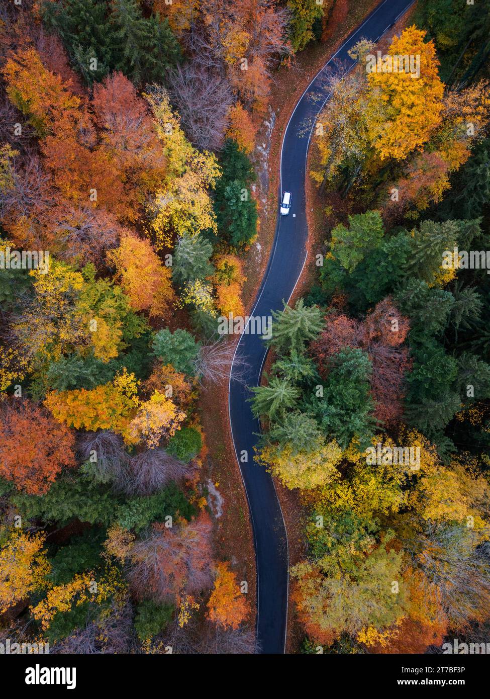 Aerial view of a car driving along a road through an autumnal forest ...