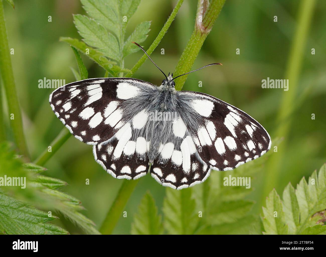 Chequered black and white wings hi-res stock photography and images - Alamy