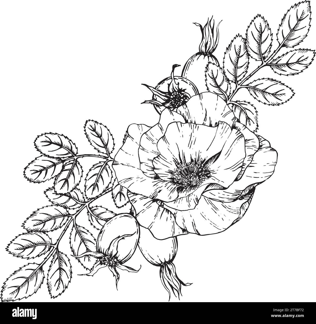 Graphic illustration of rosehip. Vector monochrome clip art of Wild ...