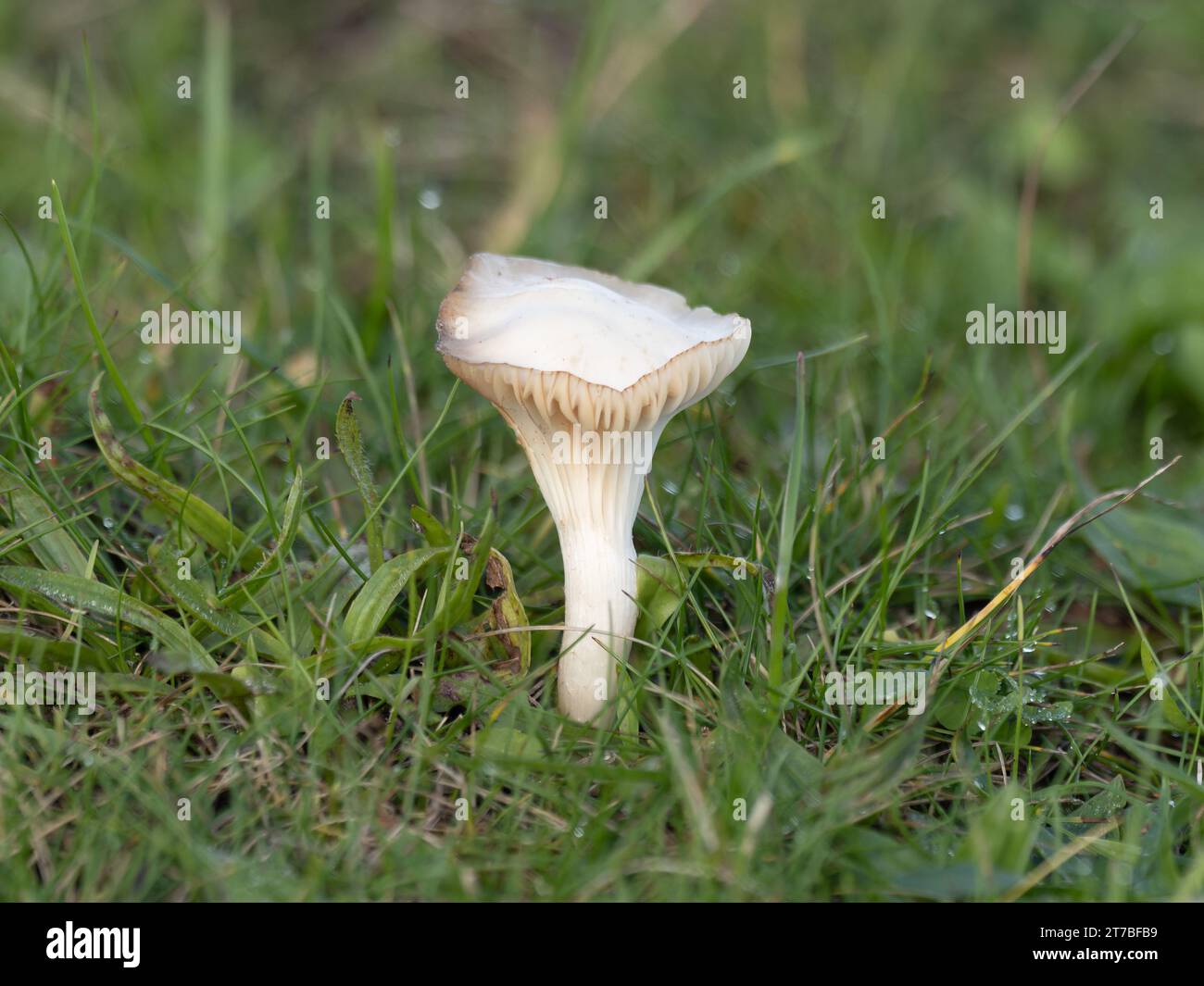 Cuphophyllus virgineus mushroom, commonly known as the snowy waxcap ...