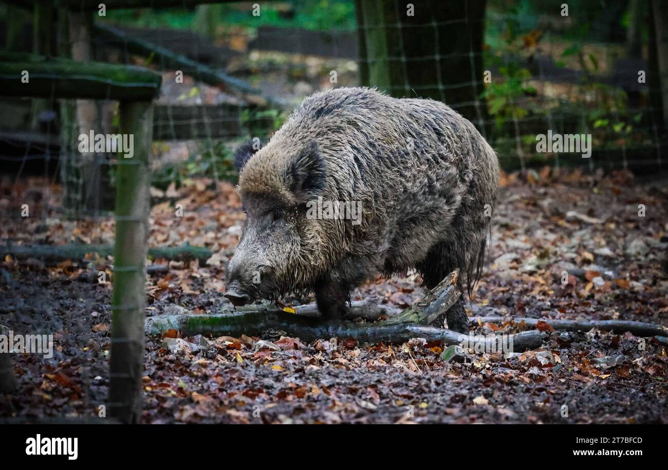 12.11.2023, Poing, GER, Unterwegs in Deutschland, Fototermin, Themenbild, Verschiedene ...