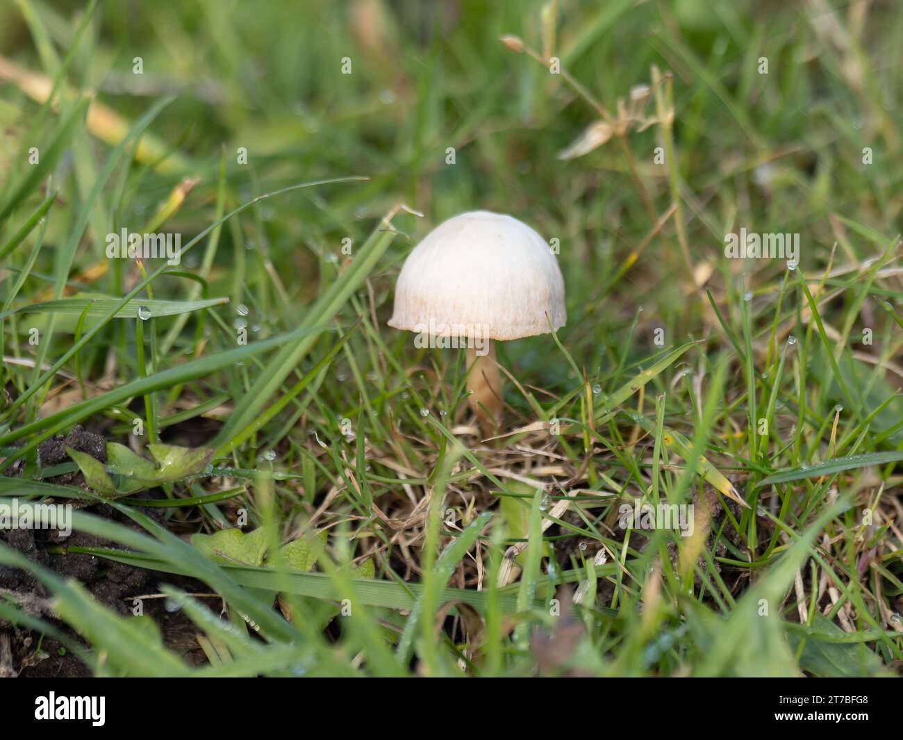 Cuphophyllus virgineus mushroom, commonly known as the snowy waxcap ...