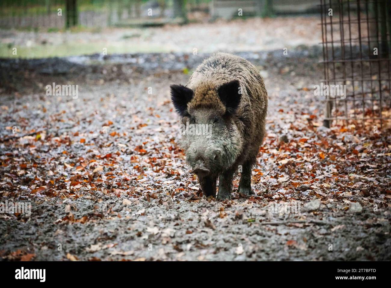 12.11.2023, Poing, GER, Unterwegs in Deutschland, Fototermin, Themenbild, Verschiedene ...