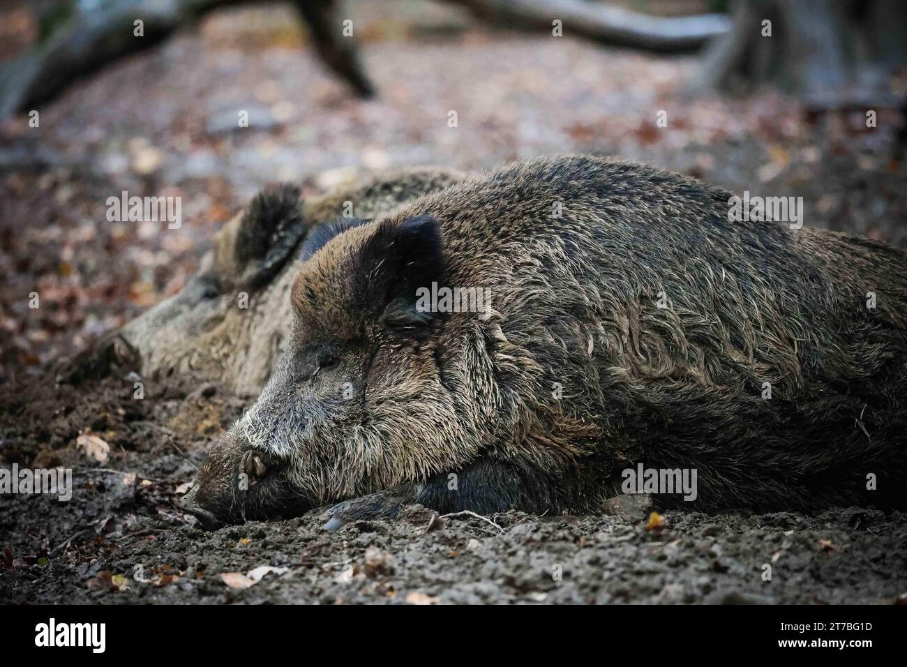 12.11.2023, Poing, GER, Unterwegs in Deutschland, Fototermin, Themenbild, Verschiedene ...