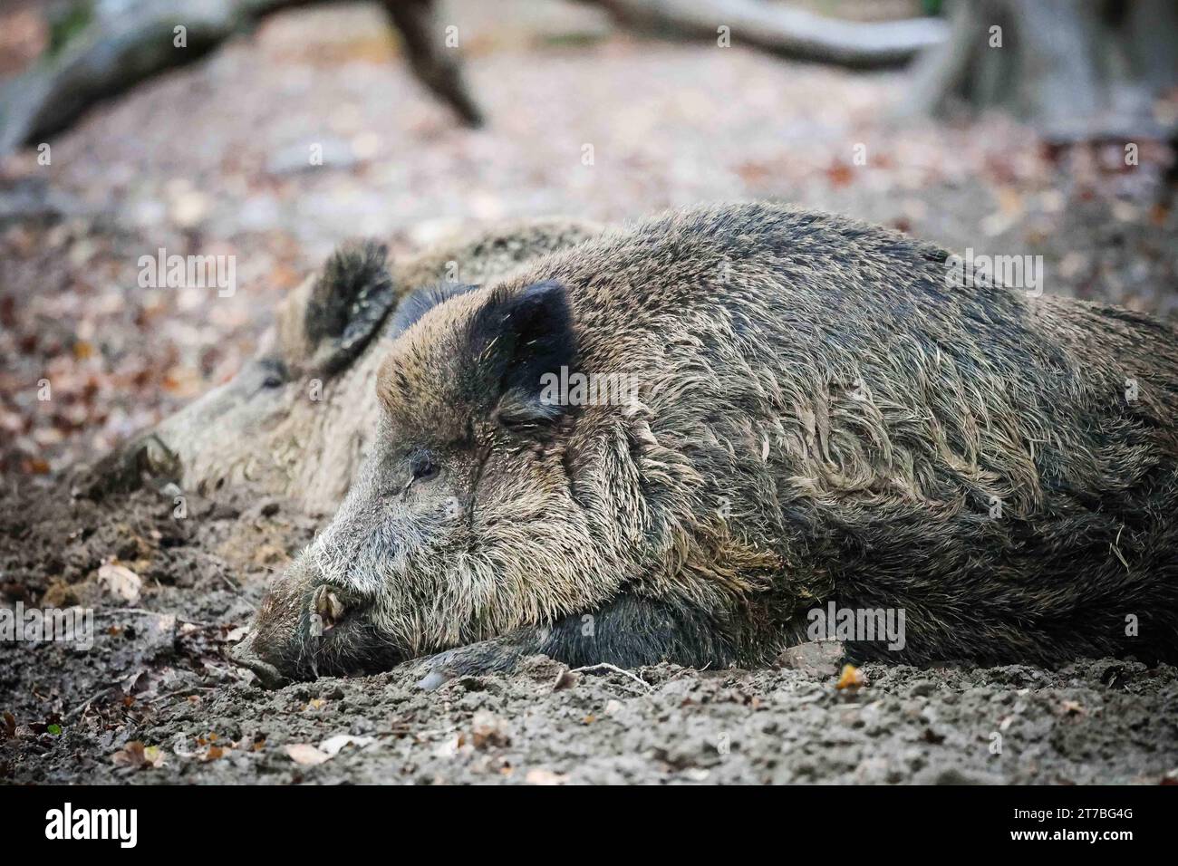 12.11.2023, Poing, GER, Unterwegs in Deutschland, Fototermin, Themenbild, Verschiedene ...