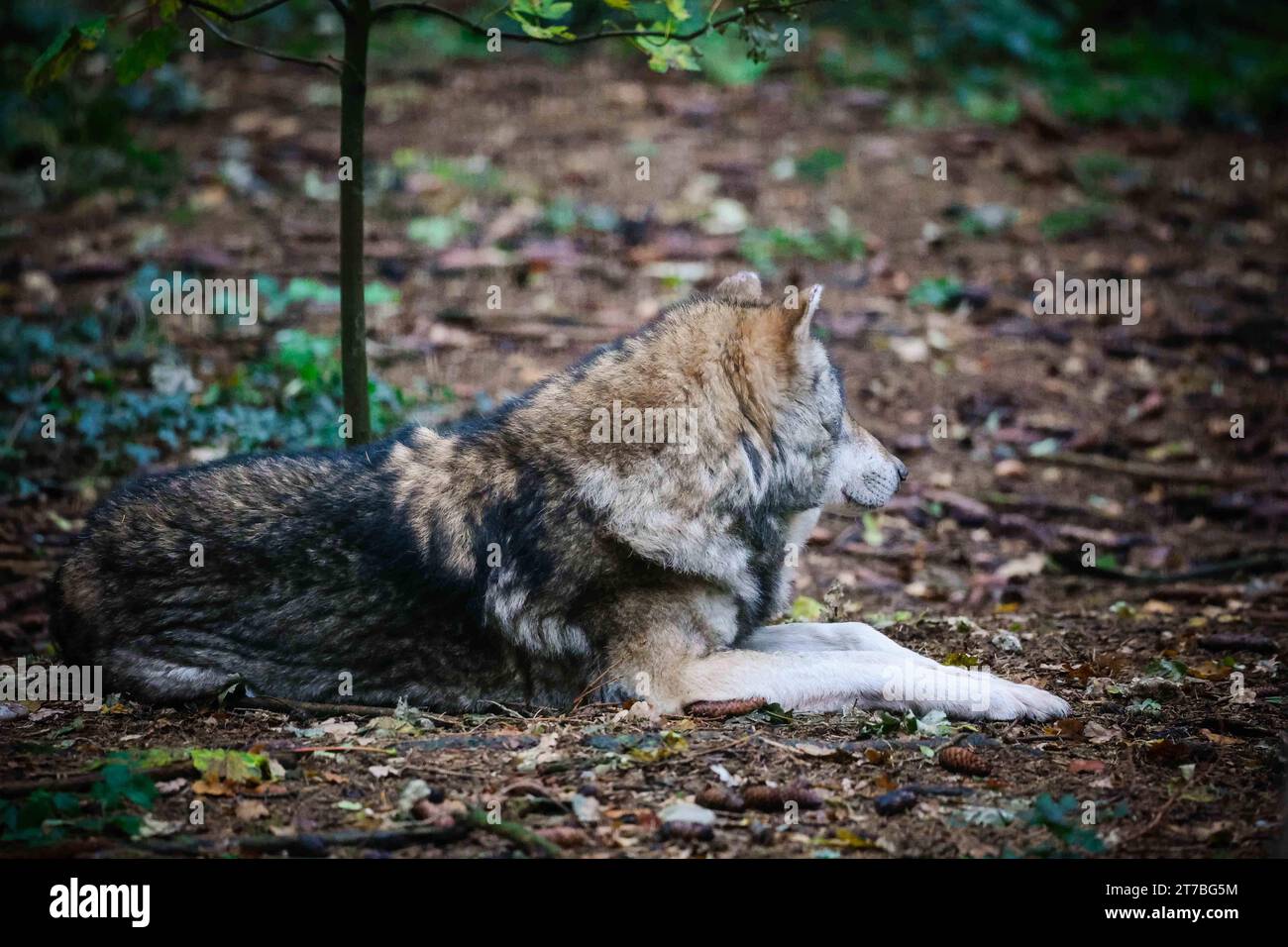 12.11.2023, Poing, GER, Unterwegs in Deutschland, Fototermin, Themenbild, Verschiedene ...