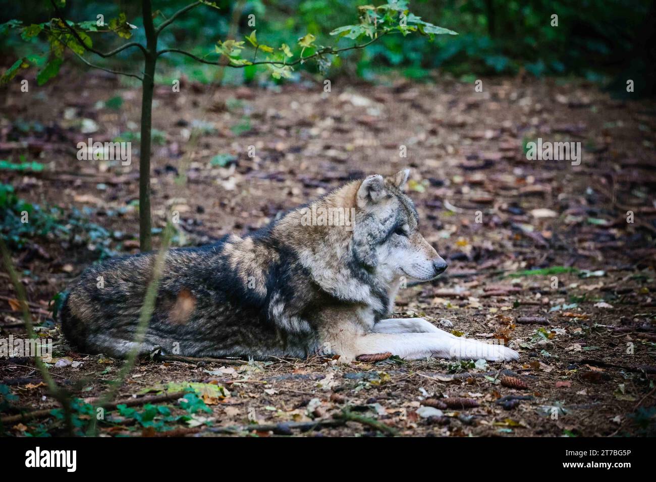 12.11.2023, Poing, GER, Unterwegs in Deutschland, Fototermin, Themenbild, Verschiedene ...