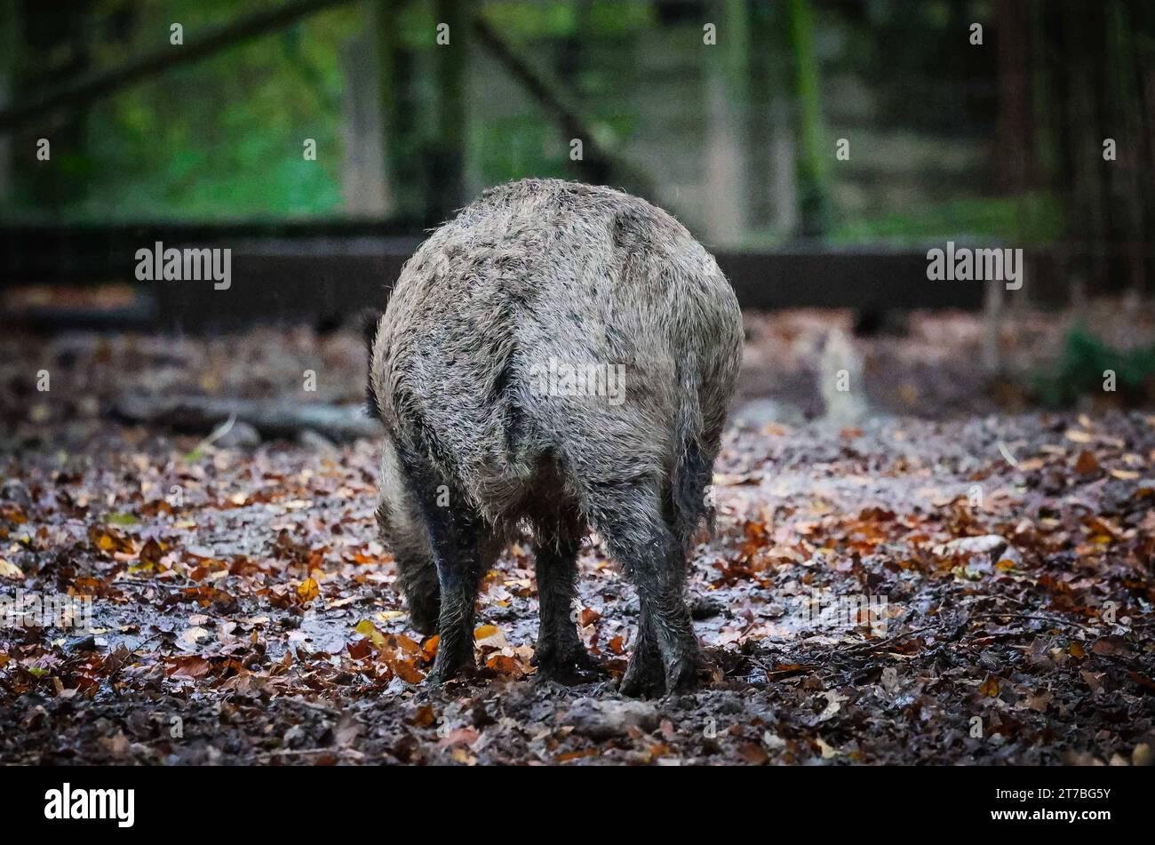 12.11.2023, Poing, GER, Unterwegs in Deutschland, Fototermin, Themenbild, Verschiedene ...