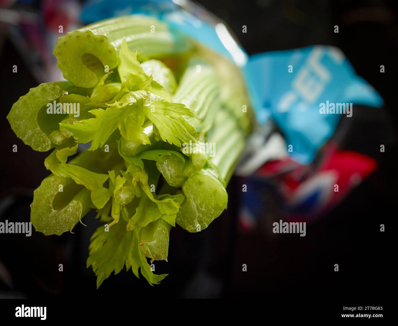 Close up food still life of crispy looking aromatic celery (Apium ...