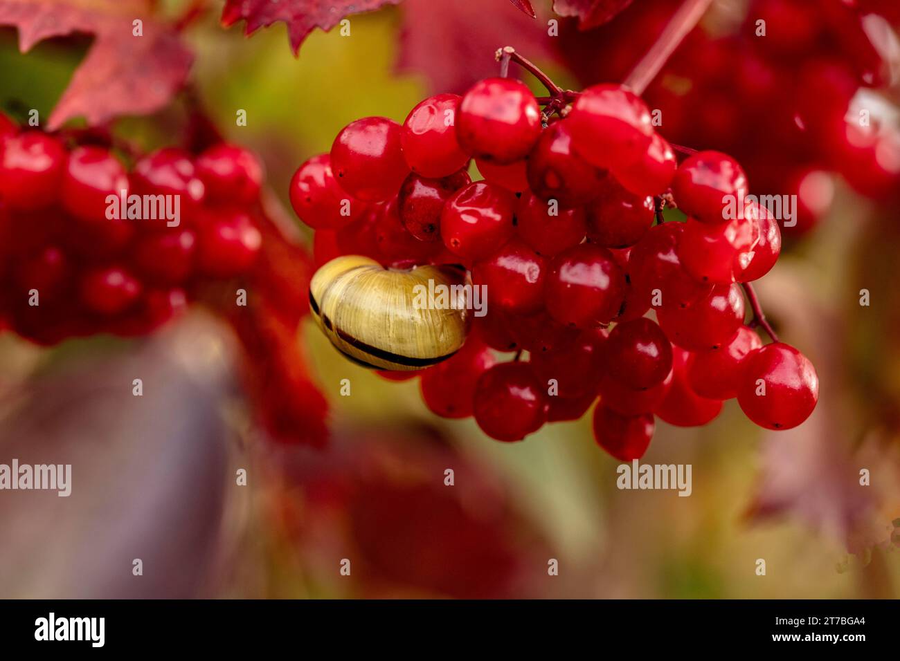 Close up nature portrait of small snail on the vivid red berries of ...