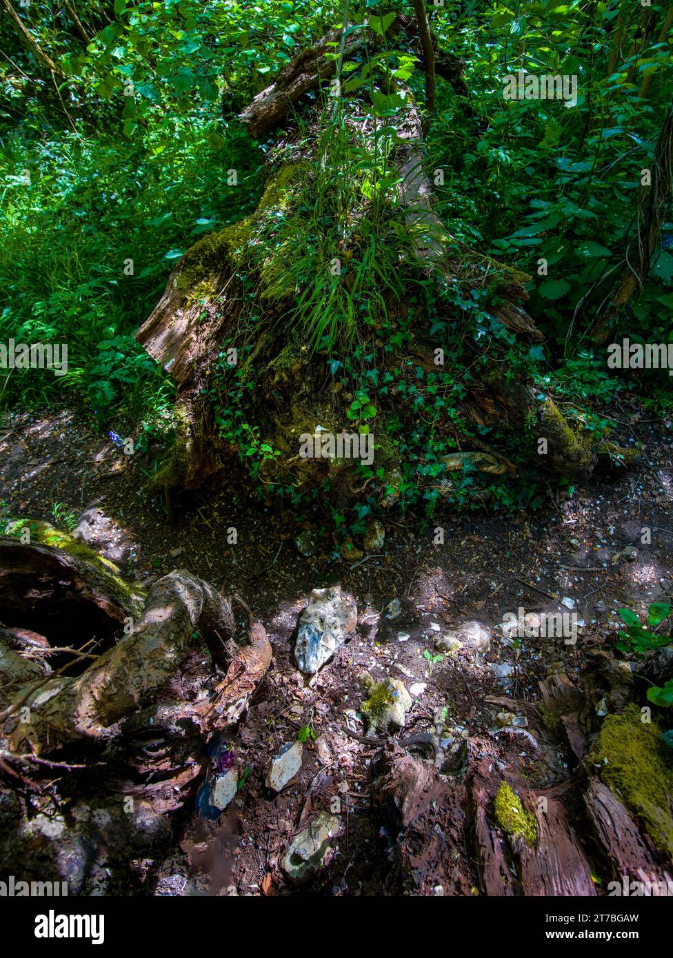 Semi abstract environmental portrait demonstrating natural patterns ...