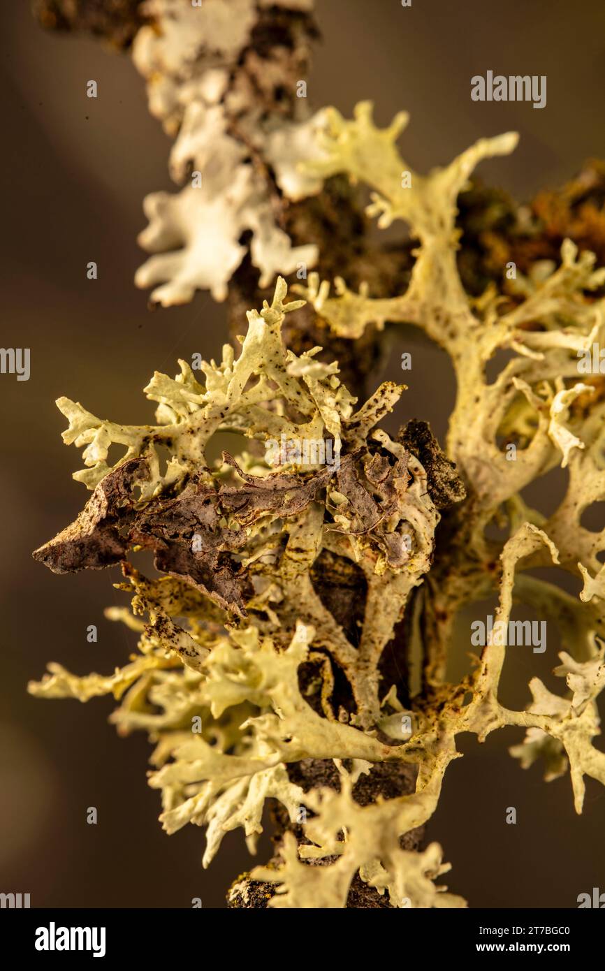 Poster ready high resolution super close up, macro, nature image of ...