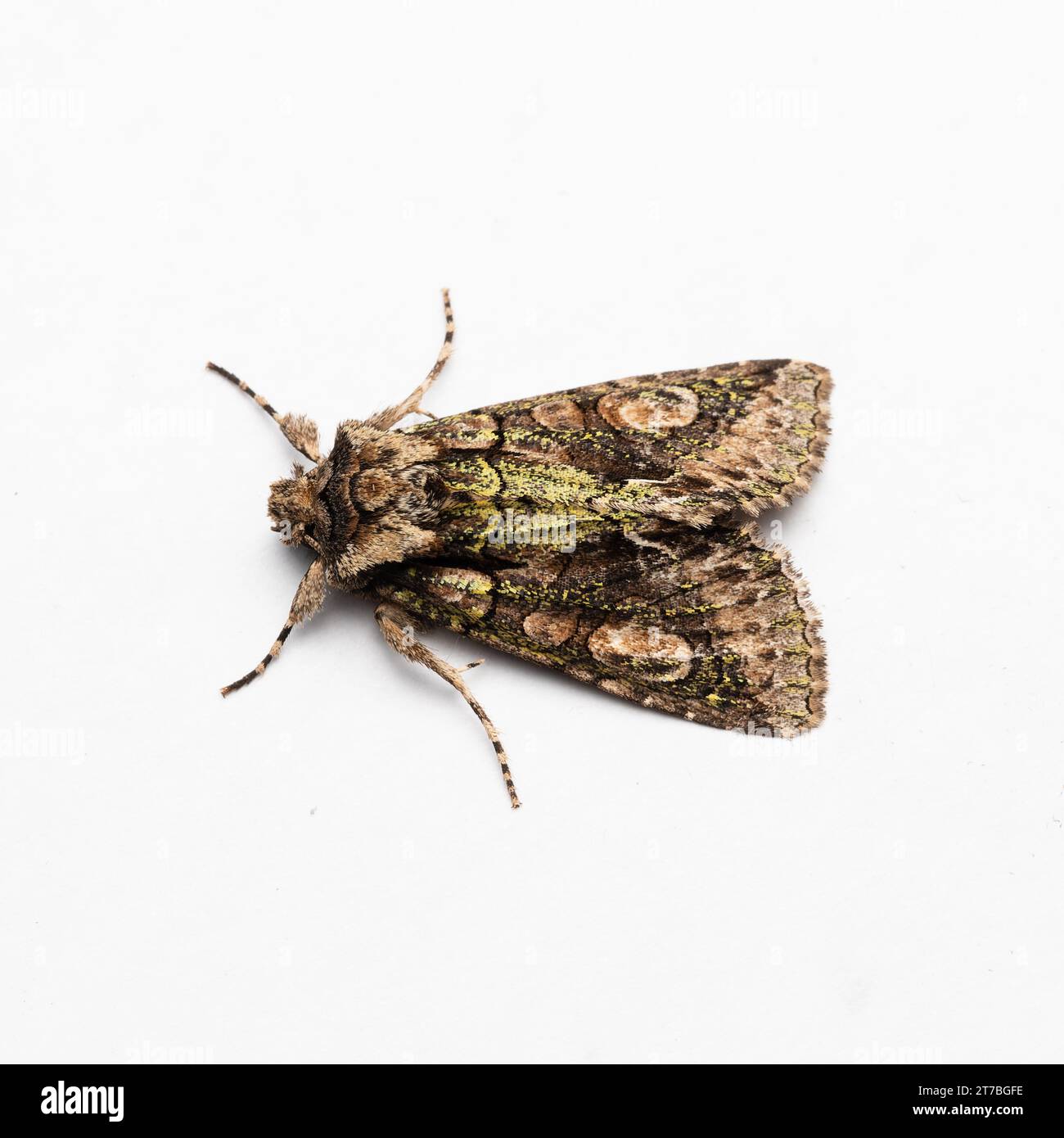 Allophyes oxyacanthae, the Green-brindled Crescent moth, resting on a ...