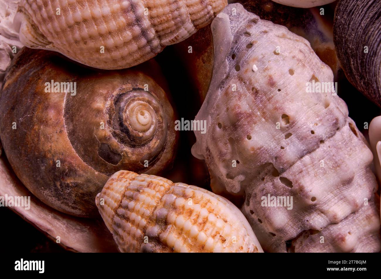 Macro still life of mixed seashells. High resolution print ready semi ...