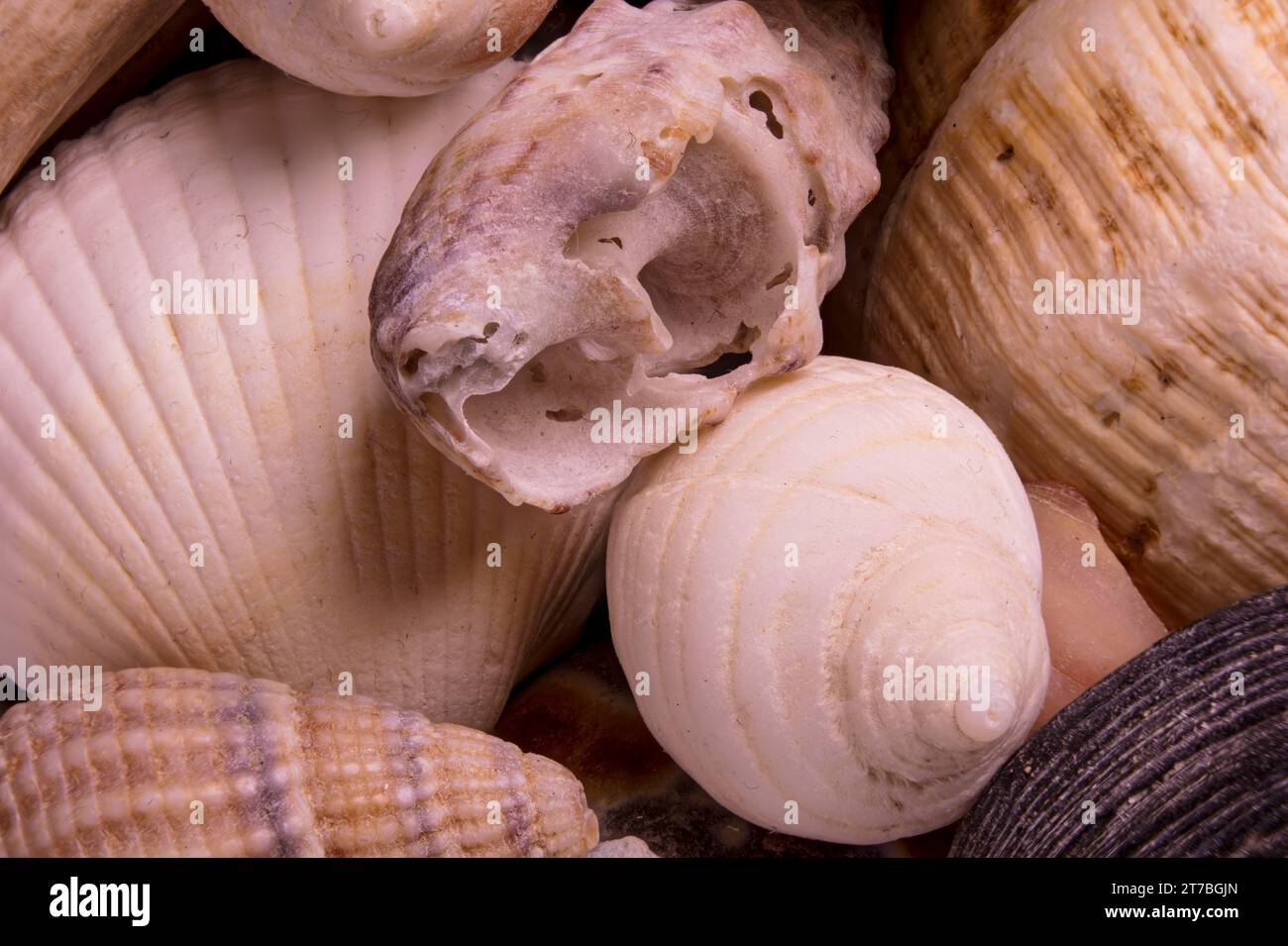 Macro still life of mixed seashells. High resolution print ready semi ...