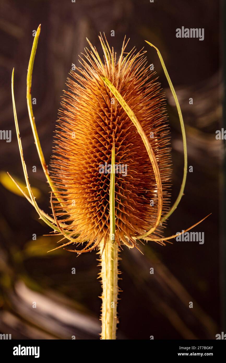 Crisp plant portrait of stately Teasel, Dipsacus, showing pattern and ...