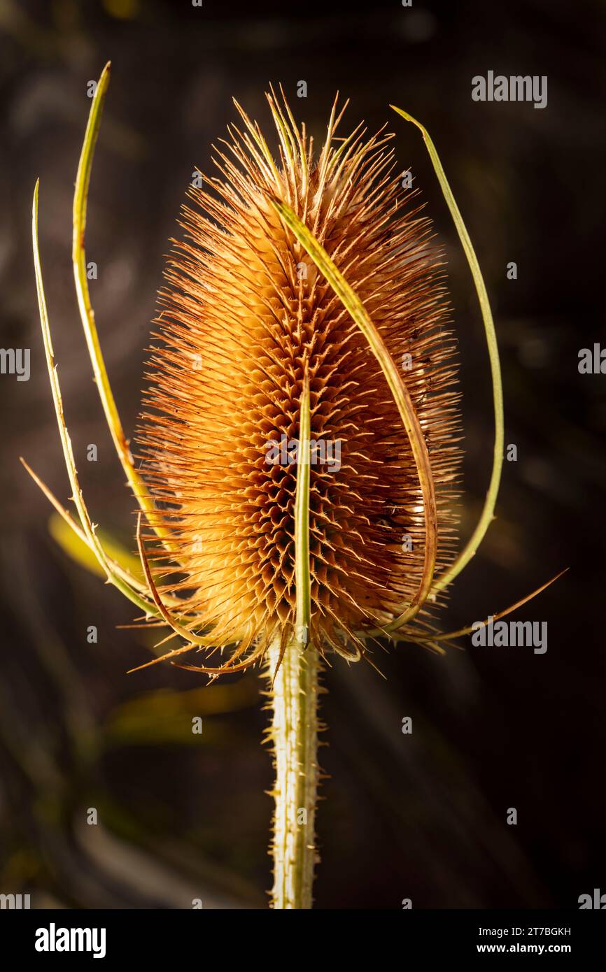 Crisp plant portrait of stately Teasel, Dipsacus, showing pattern and ...