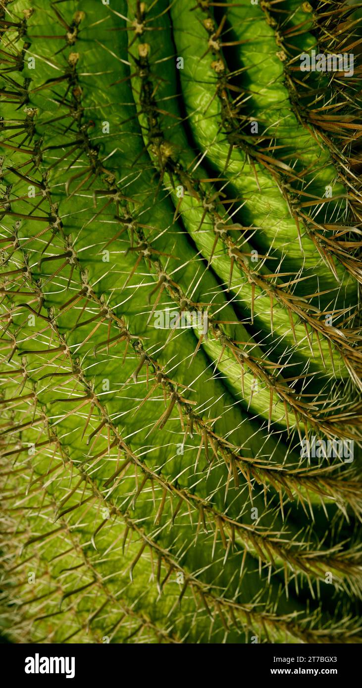 Pattern with cactus needles Stock Photo - Alamy
