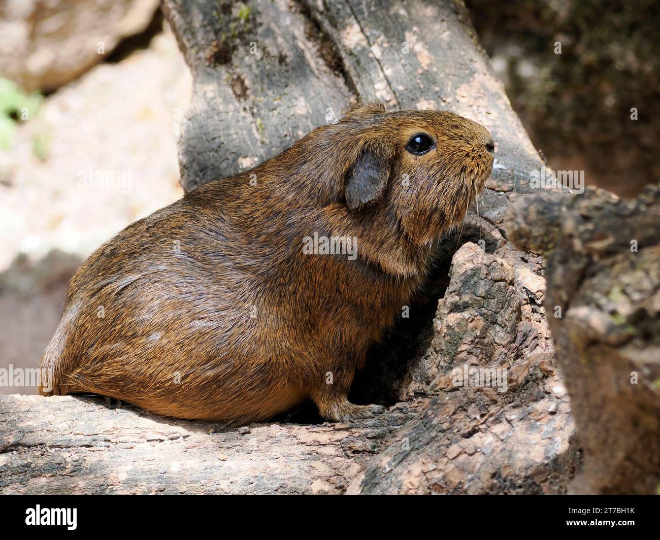 Closeup brown guinea pig (Cavia porcellus) with long hanging ears on ...