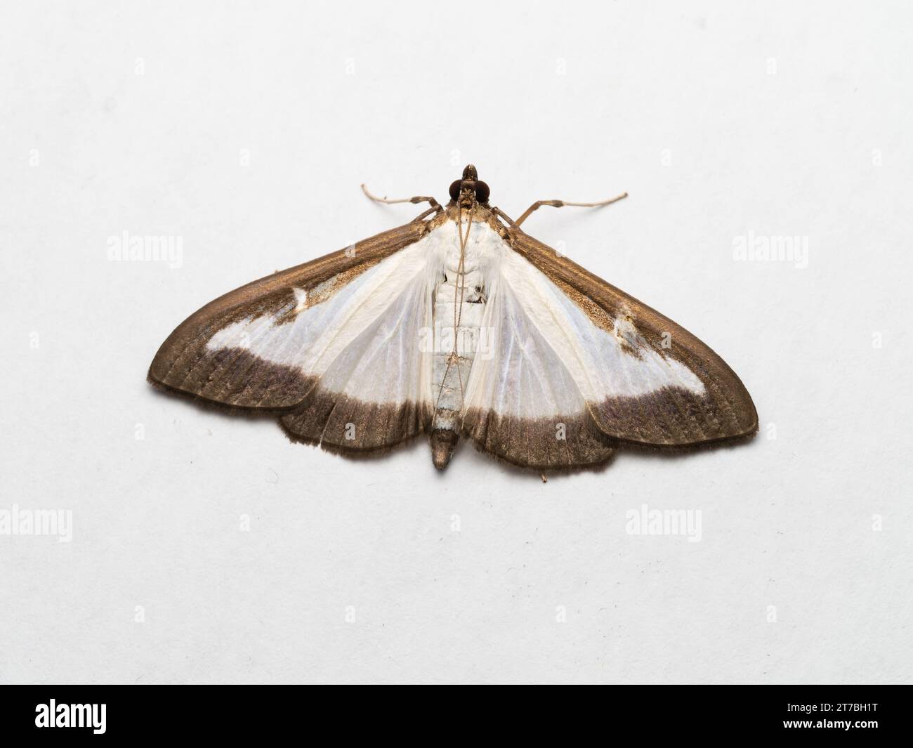 Cydalima perspectalis, the box tree moth, resting on a white background ...