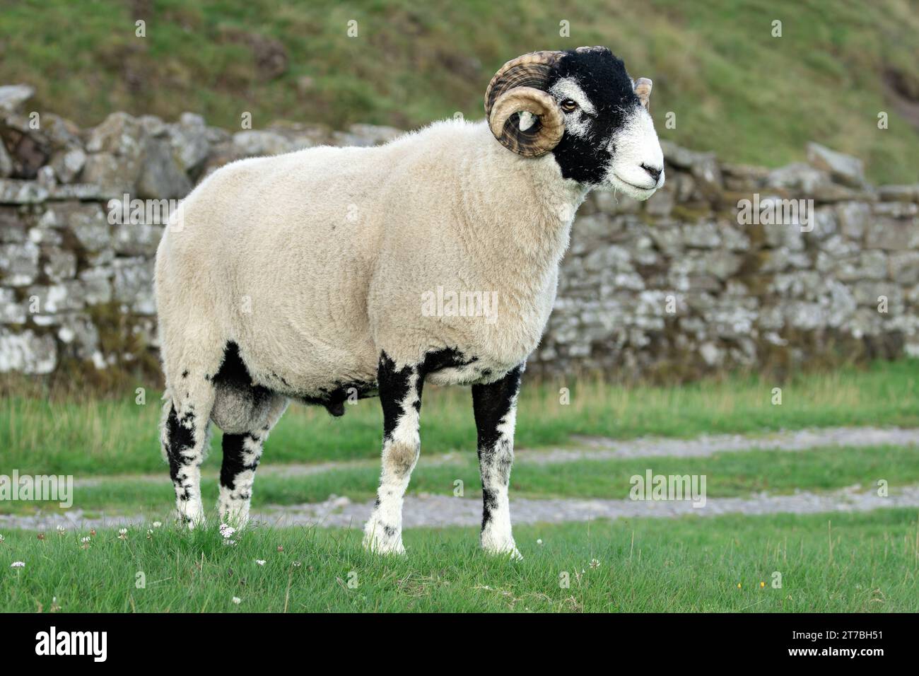 Close up of a fine Swaledale ram, male sheep, with curly horns ...